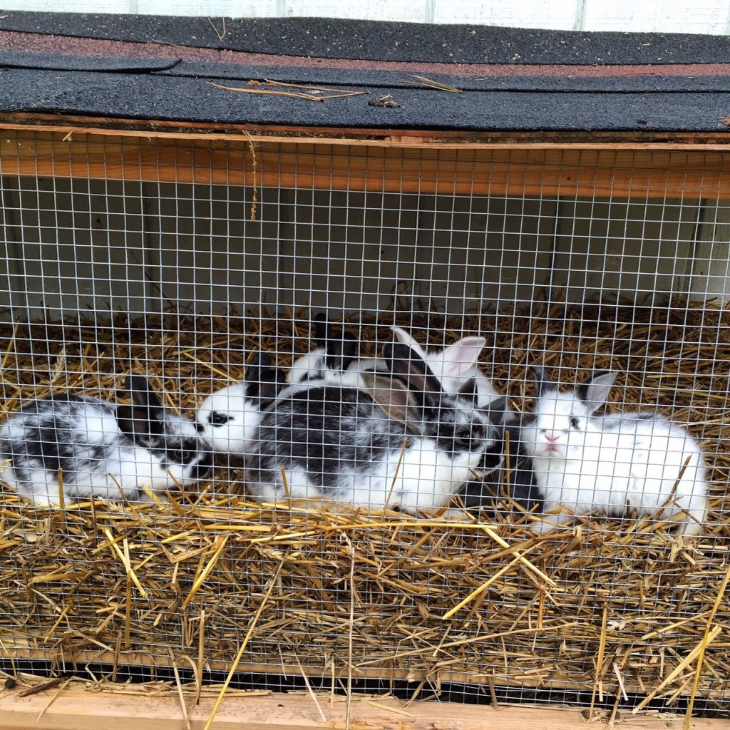 Animals in the Garden – ABC Project