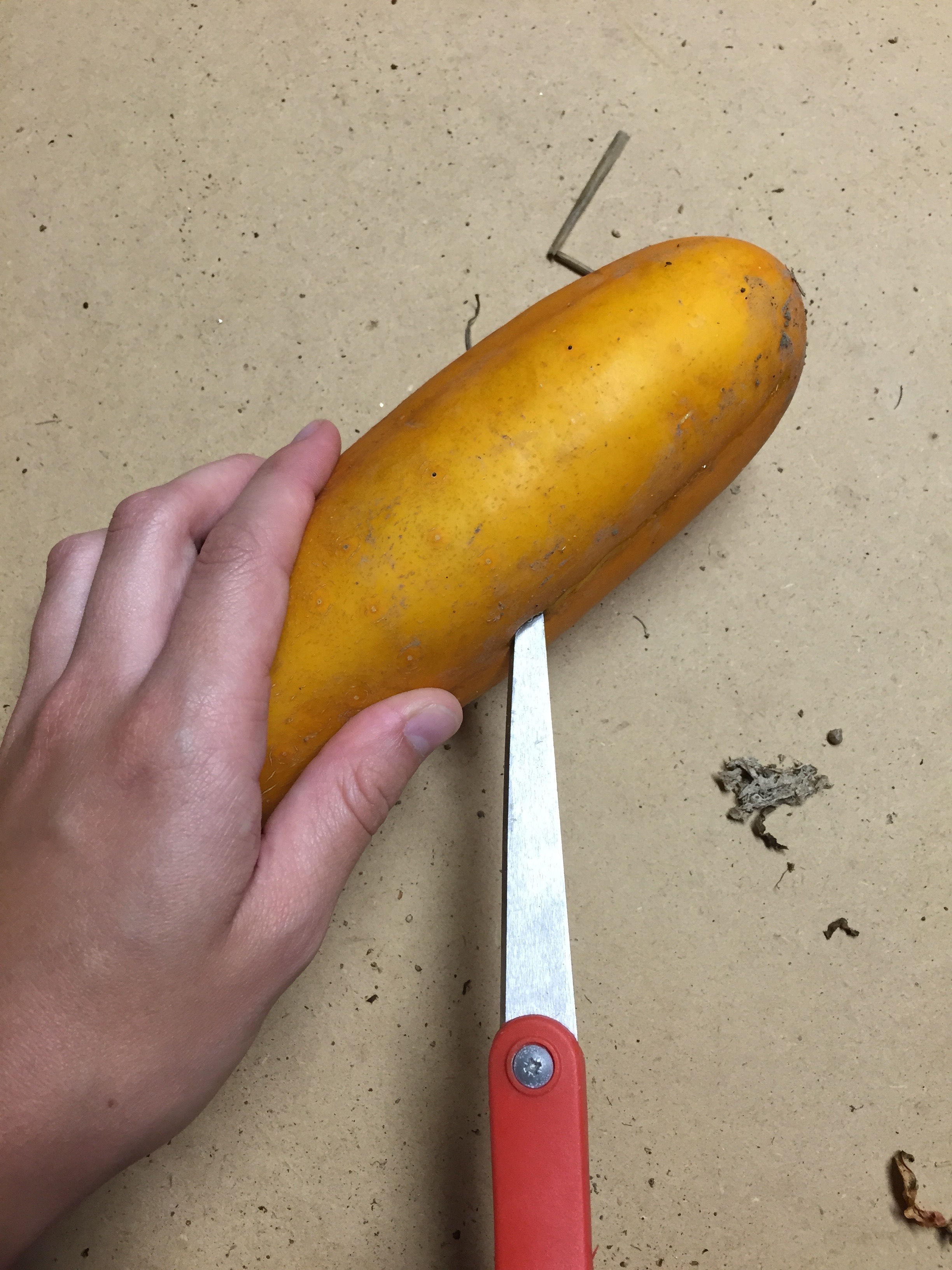 Step-by-step seed saving practices – ABC Project