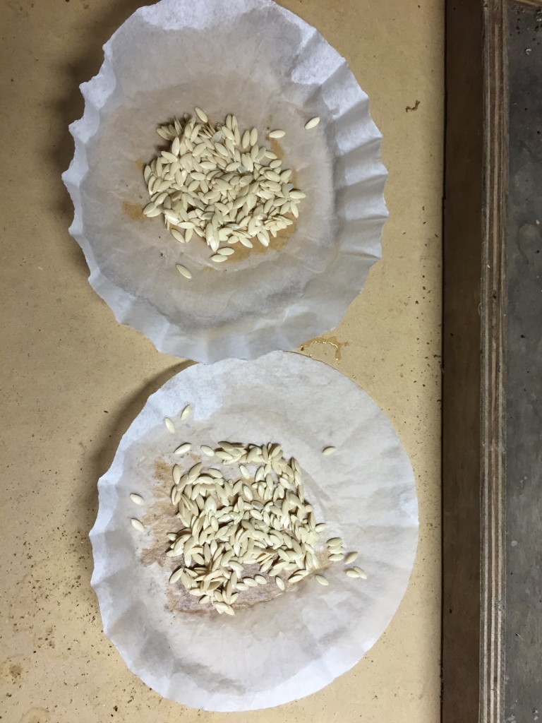 Step-by-step seed saving practices – ABC Project