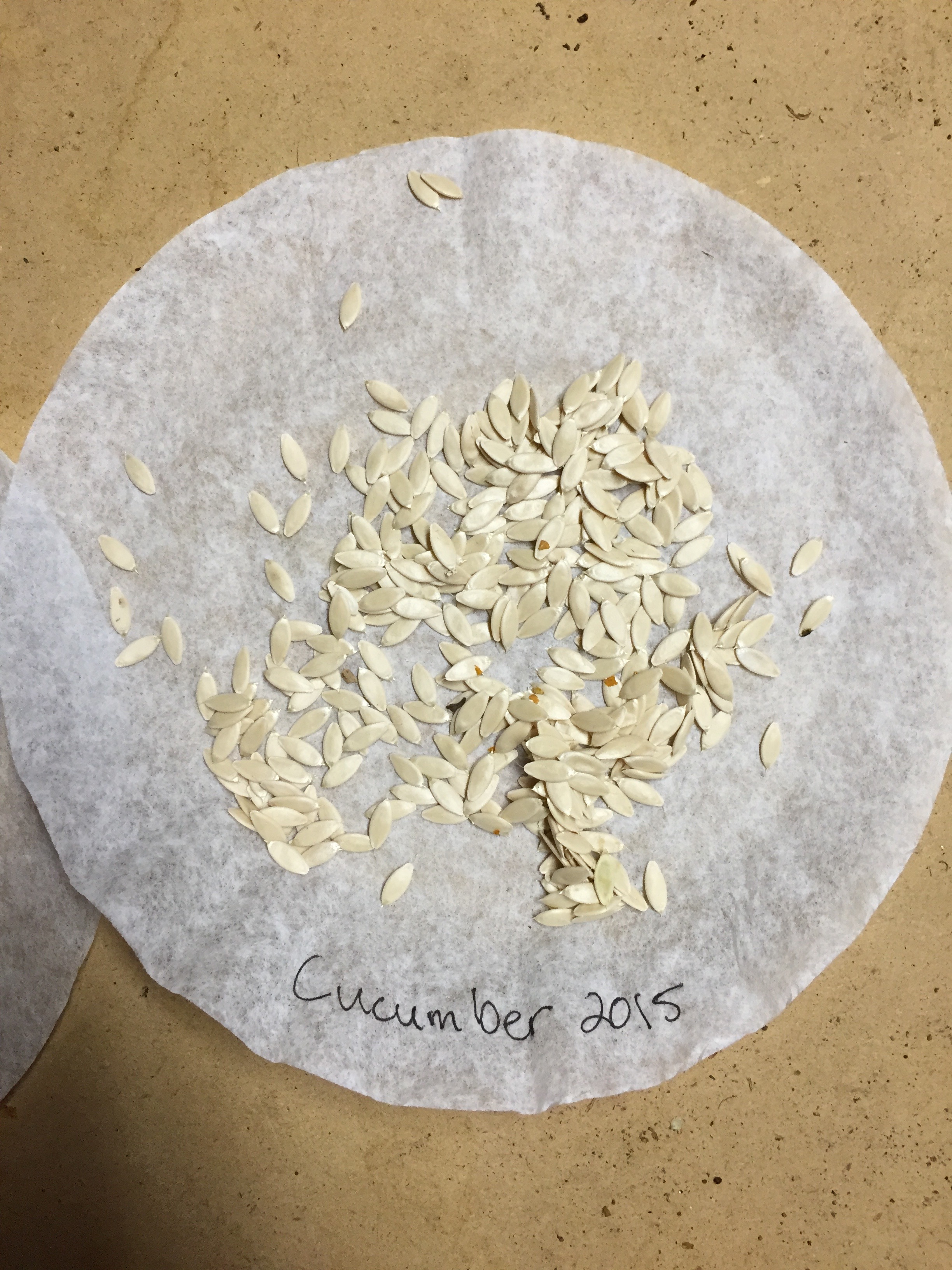 Step-by-step seed saving practices – ABC Project