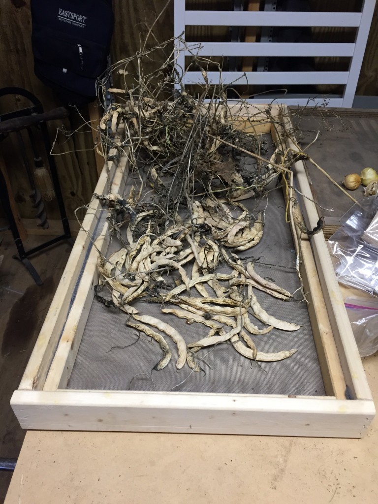 Step-by-step seed saving practices – ABC Project