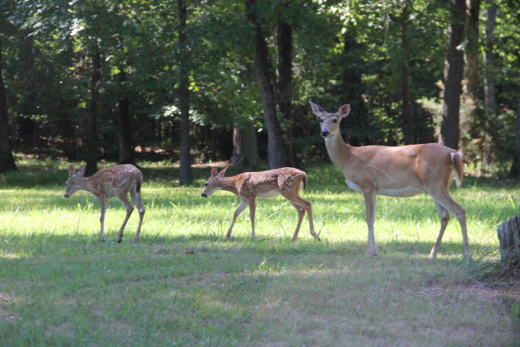 Animals in the Garden – ABC Project
