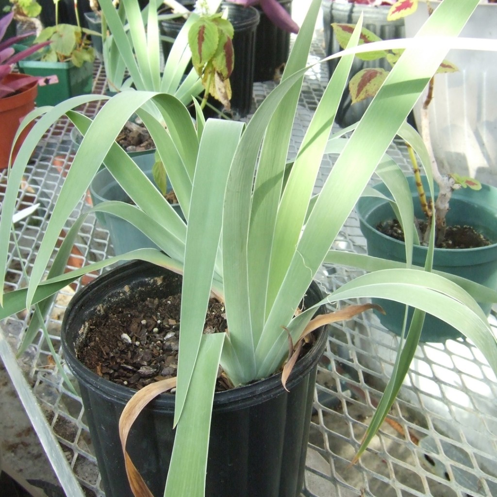 Iris – Biology Teaching Greenhouse