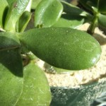 Jade Plant – Biology Teaching Greenhouse