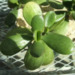 Jade Plant – Biology Teaching Greenhouse