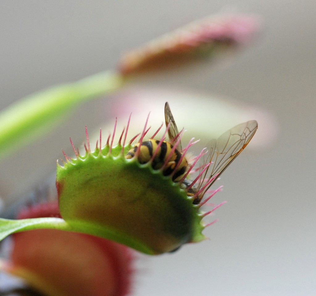 Venus Flytrap – Biology Teaching Greenhouse
